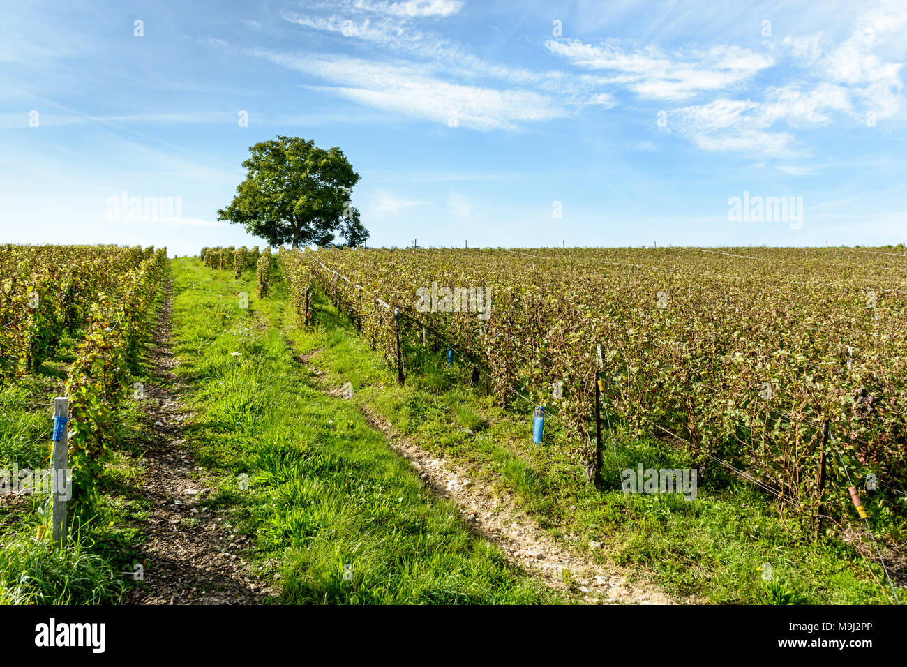 Palissage hi-res stock photography and images - Alamy