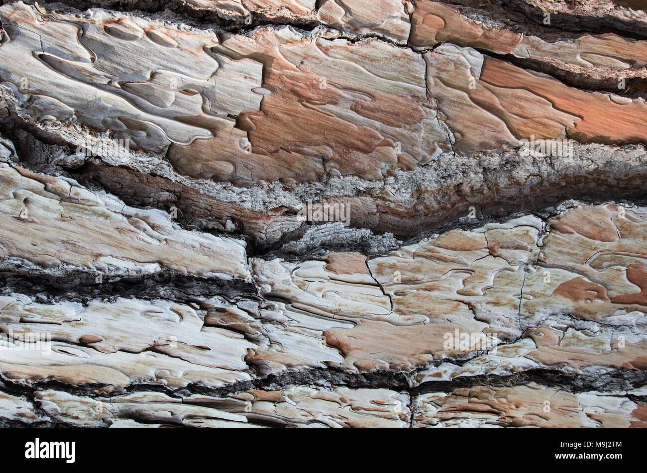 old tree bark texture background Stock Photo - Alamy