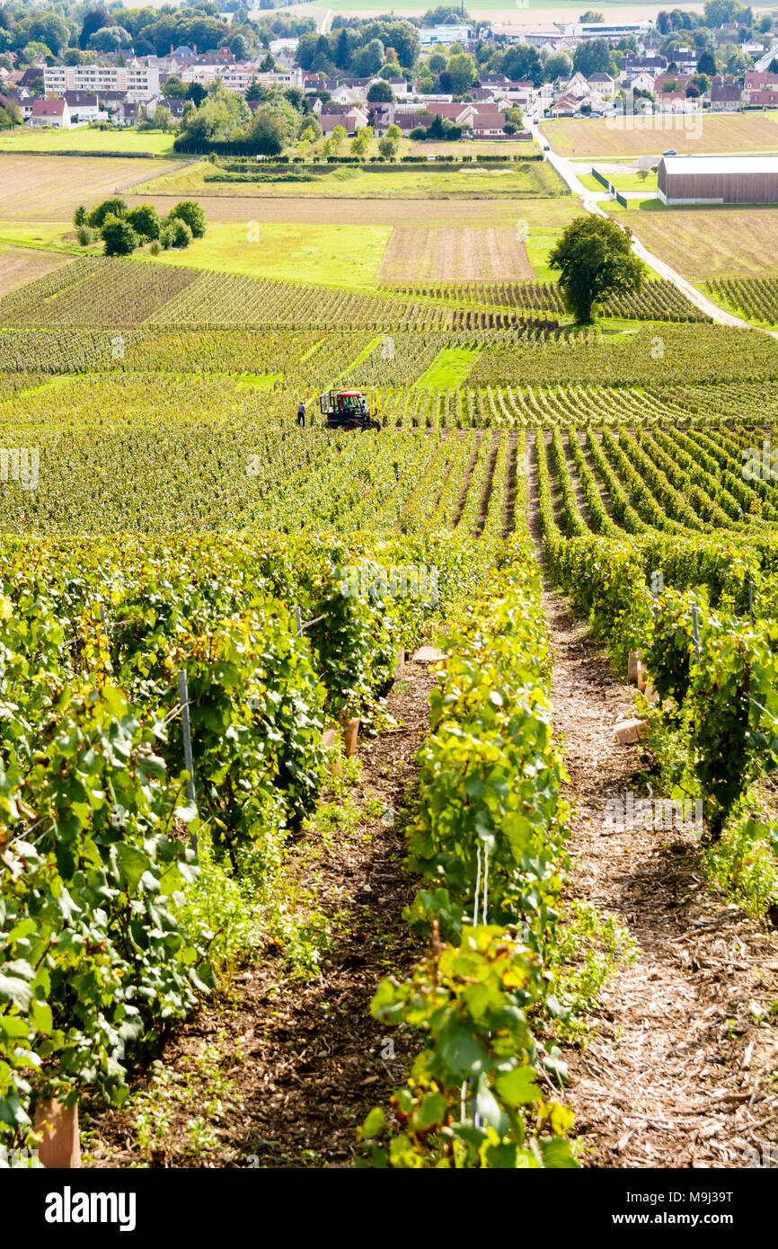 Plots of grapevine in a Champagne vineyard with a winegrower working in ...