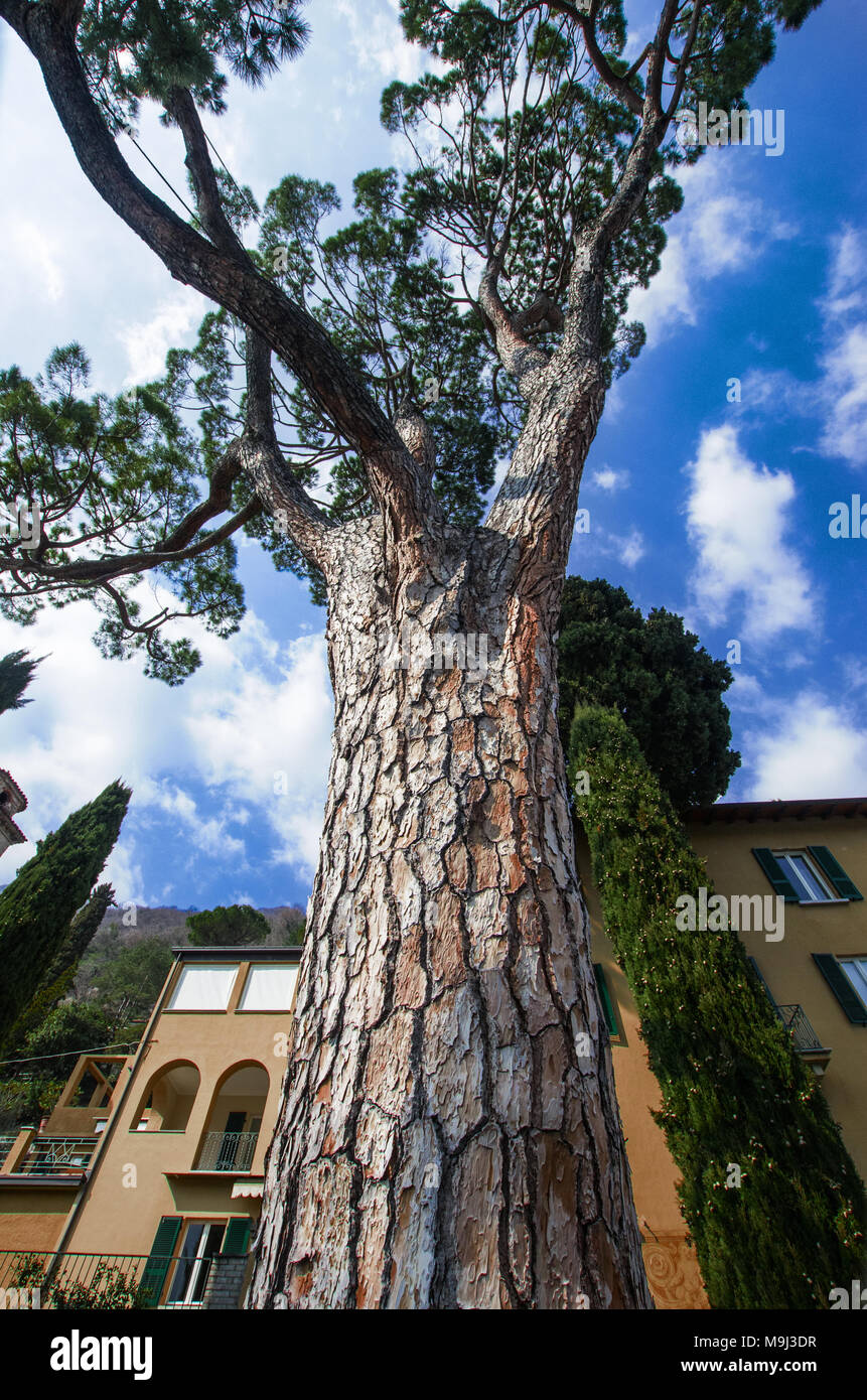 Century old tree hi-res stock photography and images - Alamy