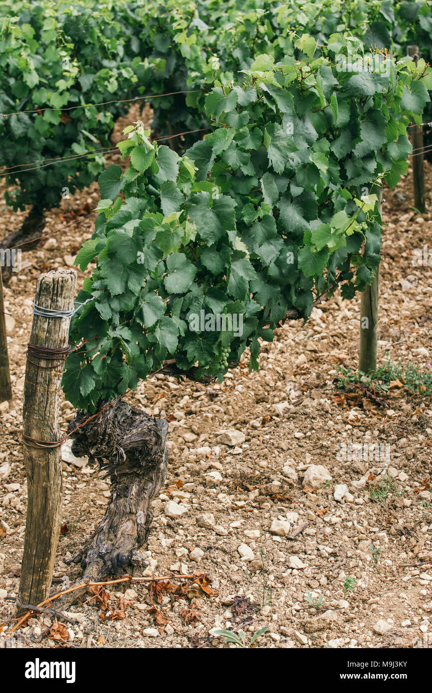 Ventoux wine region hi-res stock photography and images - Alamy