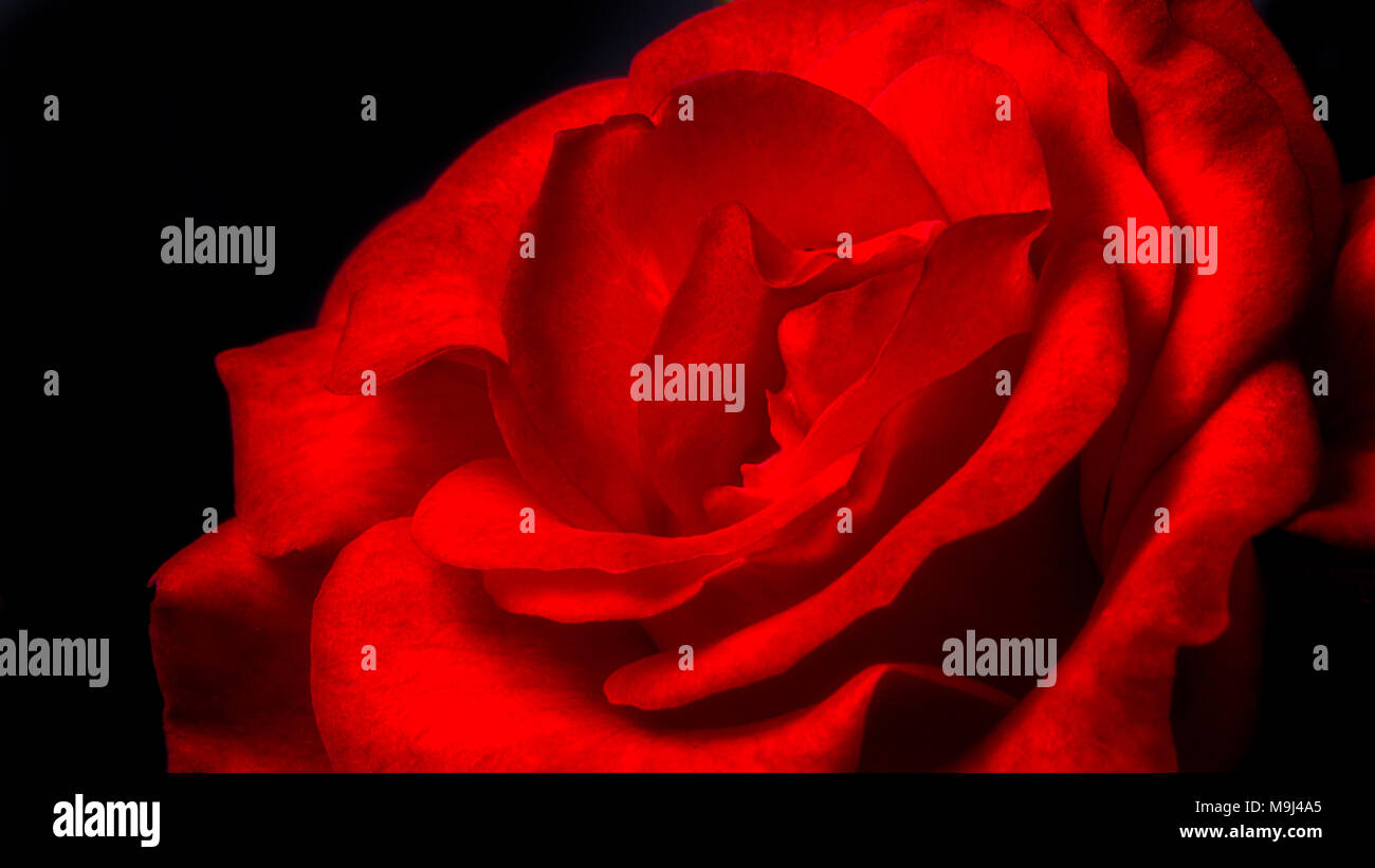 Red leaf rose hi-res stock photography and images - Alamy