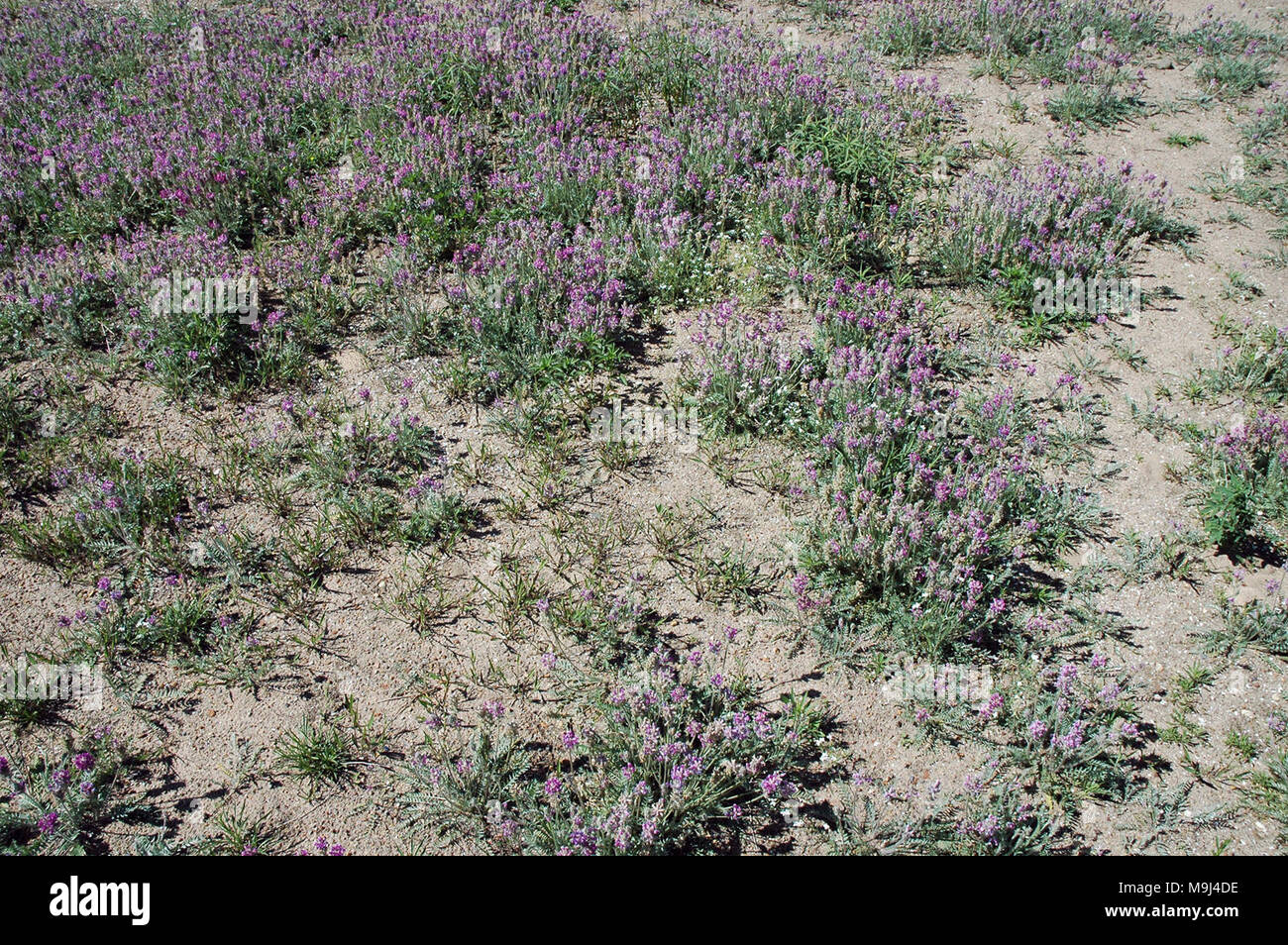 Fassett's locoweed growing along the shoreline of a Wisconsin lake ...