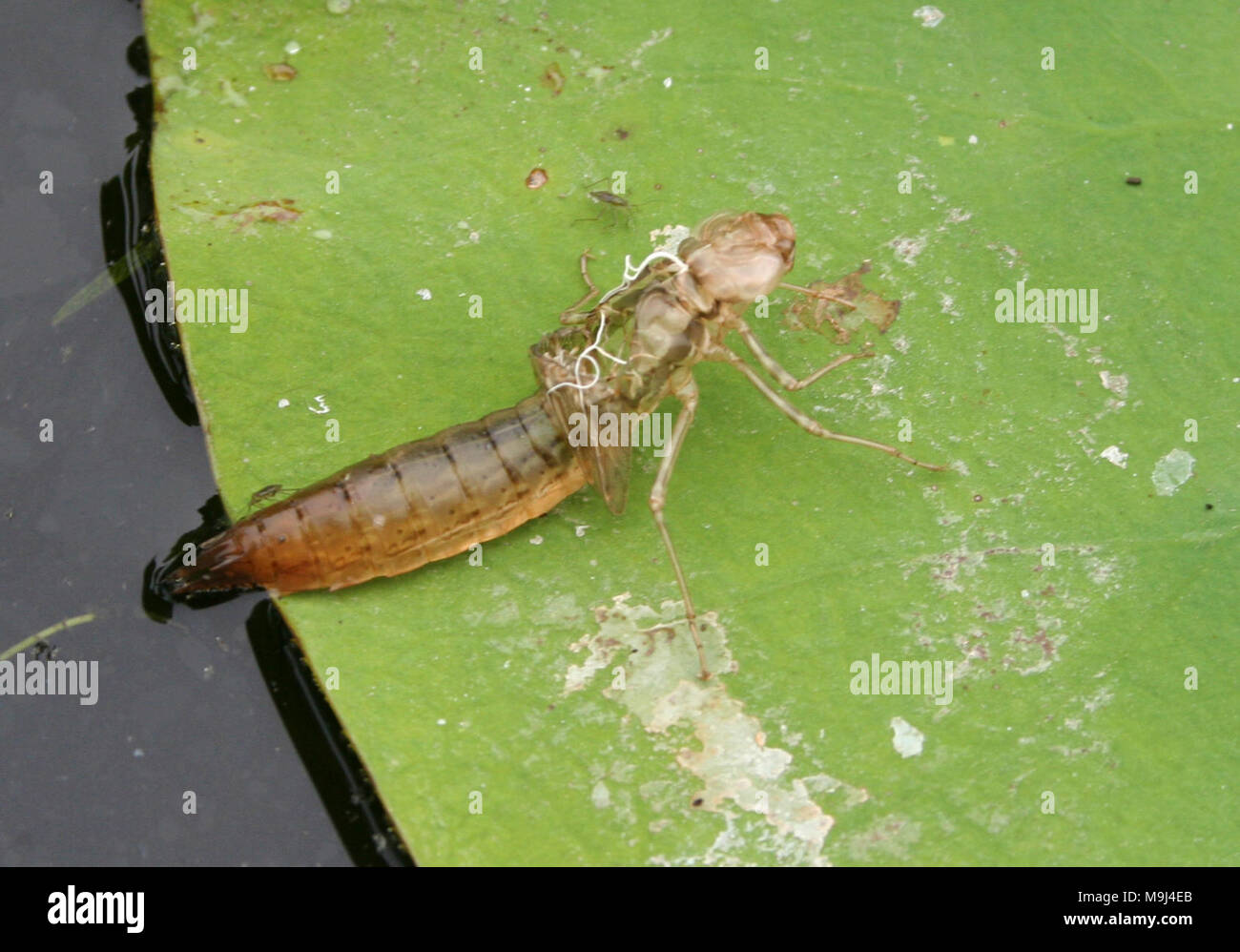 Minnesota dragonfly hi-res stock photography and images - Alamy
