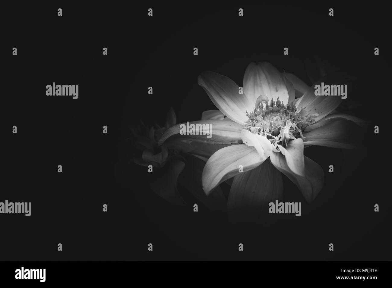 Closed lilies Black and White Stock Photos & Images - Alamy