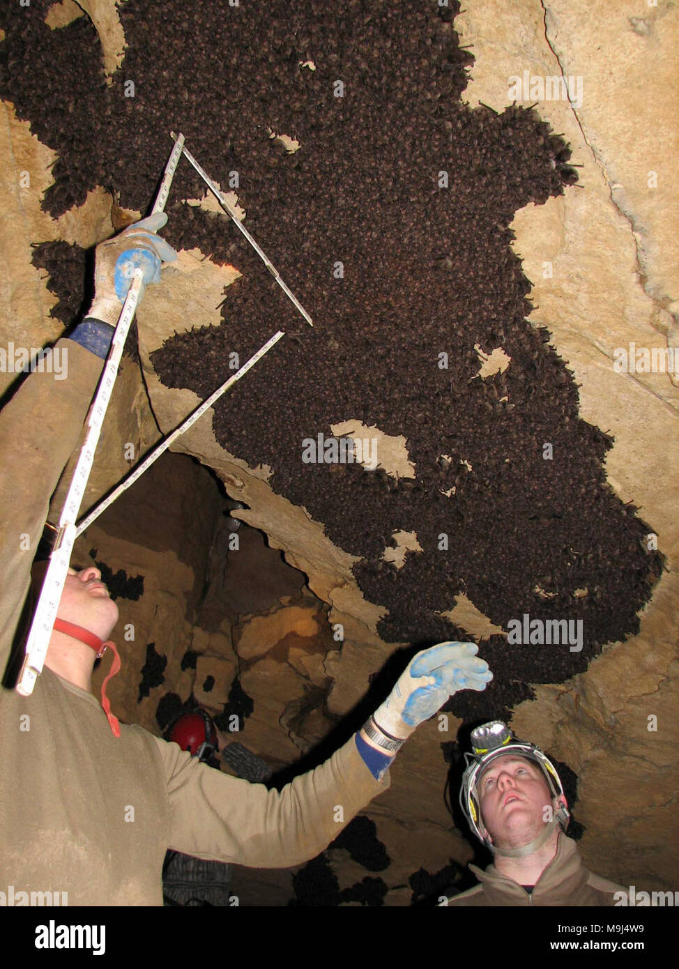 Indiana bat (Myotis sodalis) survey in 2007. Credit: USFWS; Andrew King ...