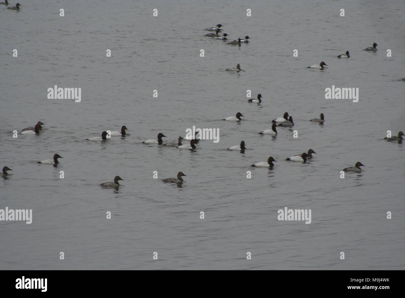 River raft mississippi river hi-res stock photography and images - Alamy