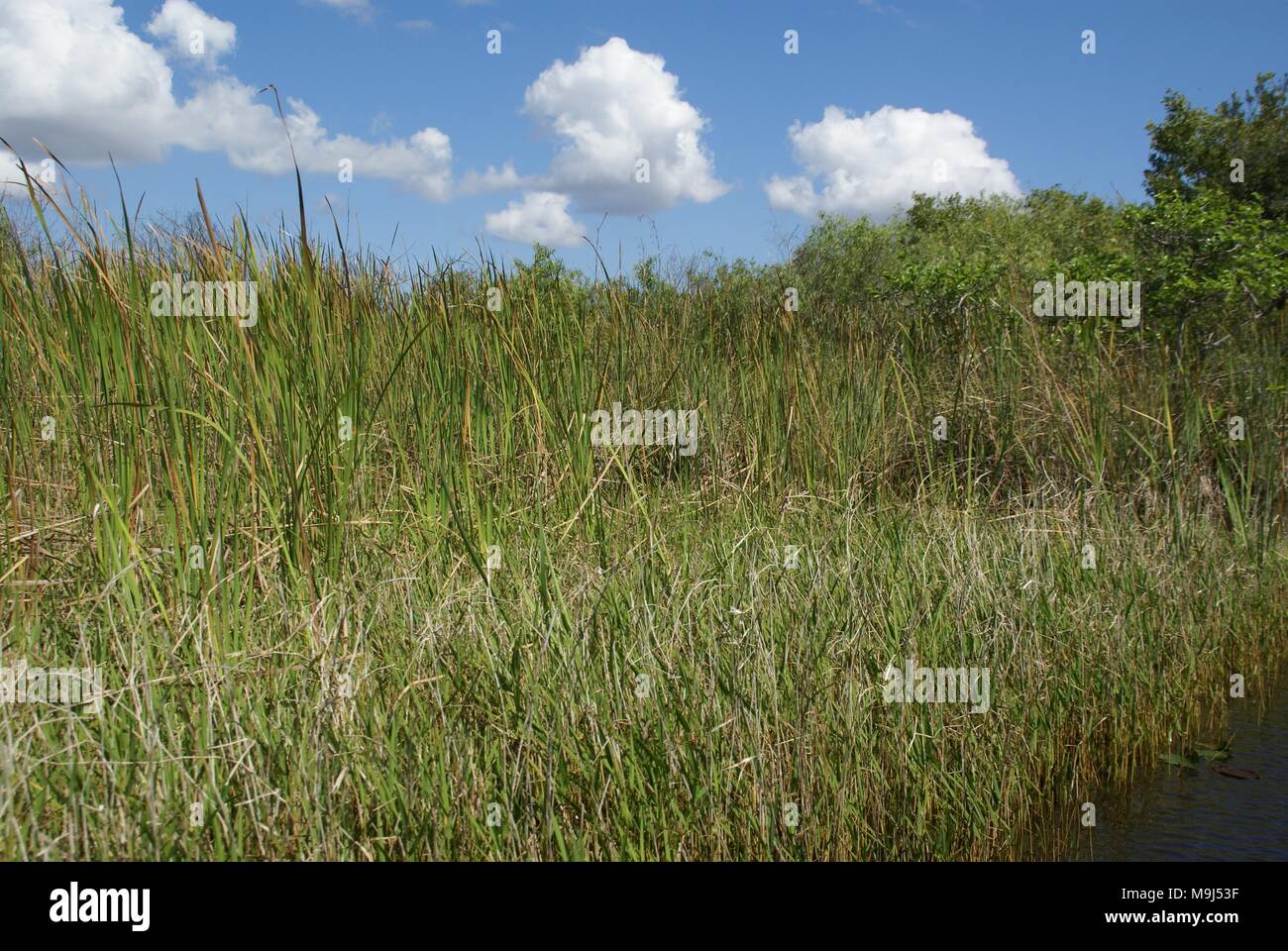 Everglades safari park florida hi-res stock photography and images - Alamy