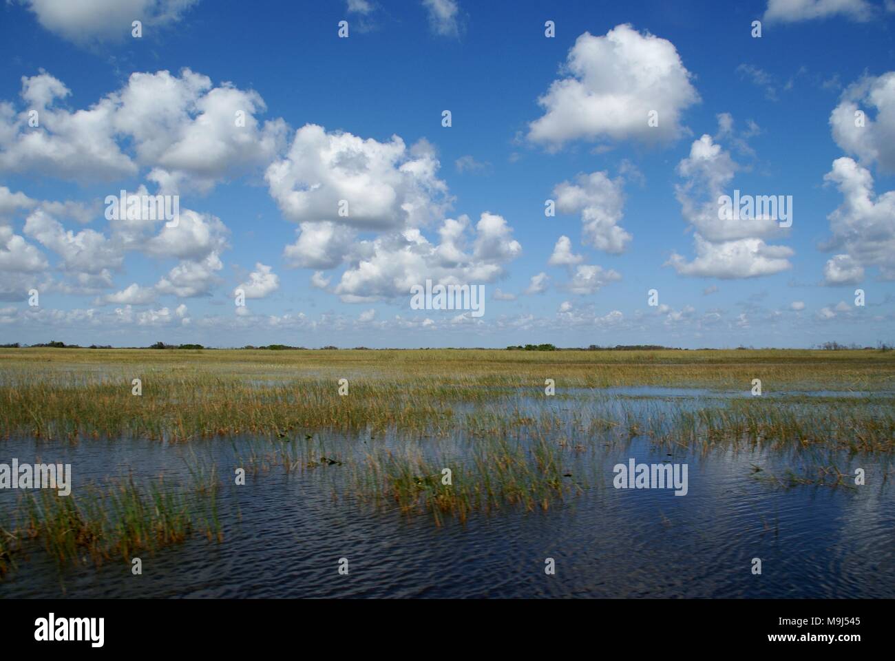 boat tour in the everglades Florida, sunny weather Stock Photo - Alamy