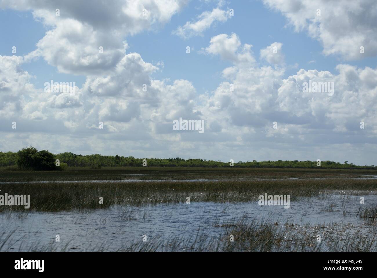 Everglades foundation hi-res stock photography and images - Alamy