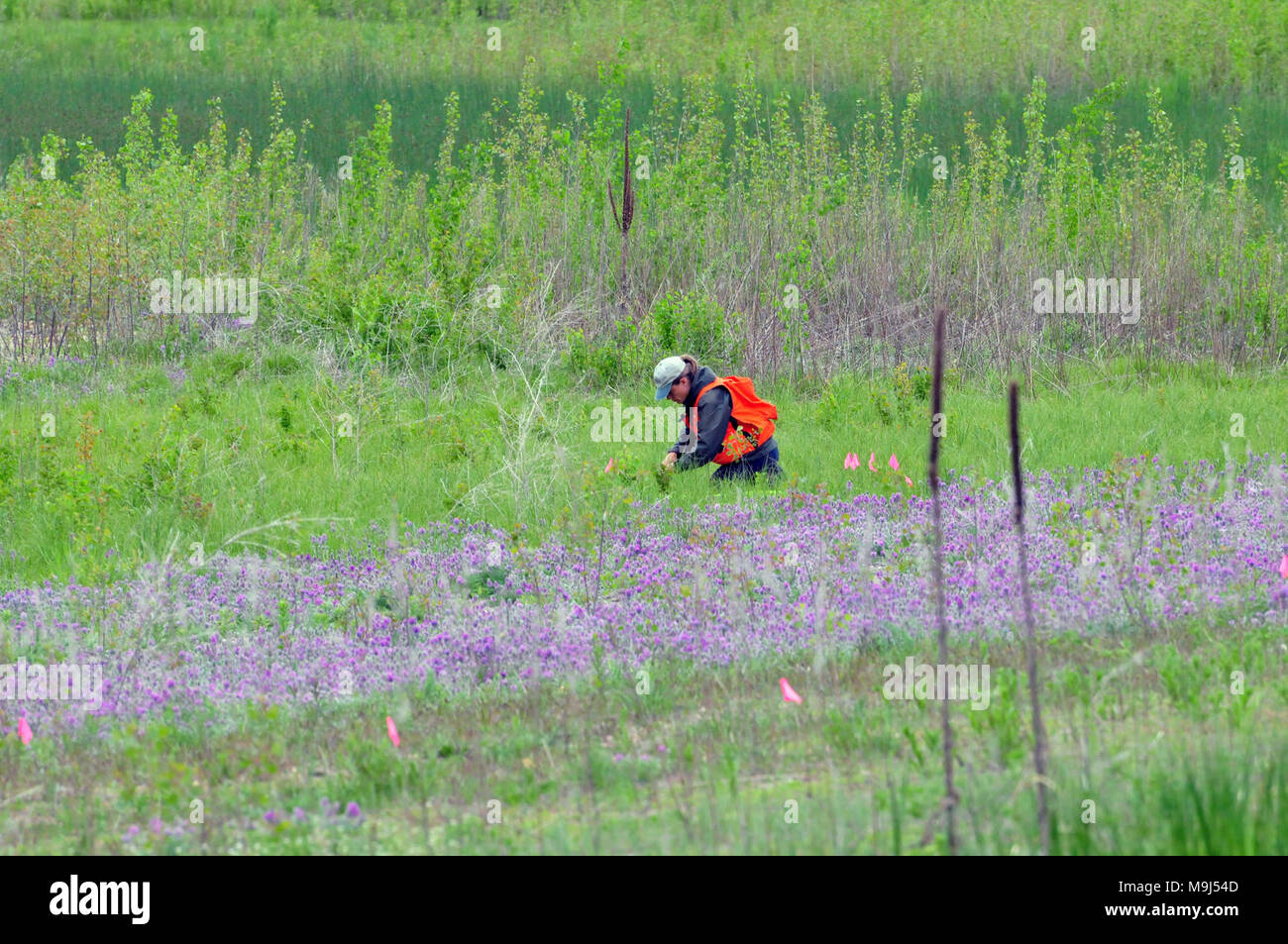 Biologist surveying for Fassett's locoweed. Purple flower is Fassett's ...