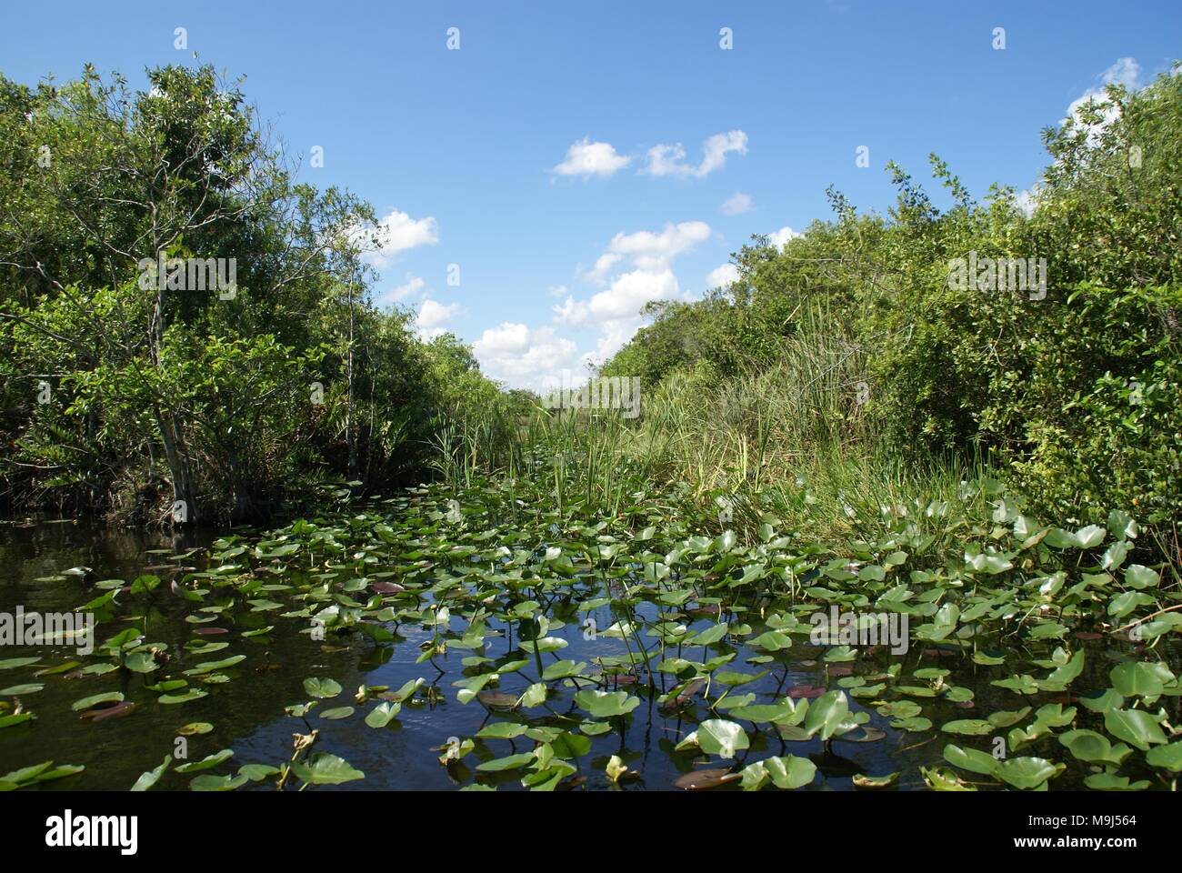 boat tour in the everglades Florida, sunny weather Stock Photo - Alamy