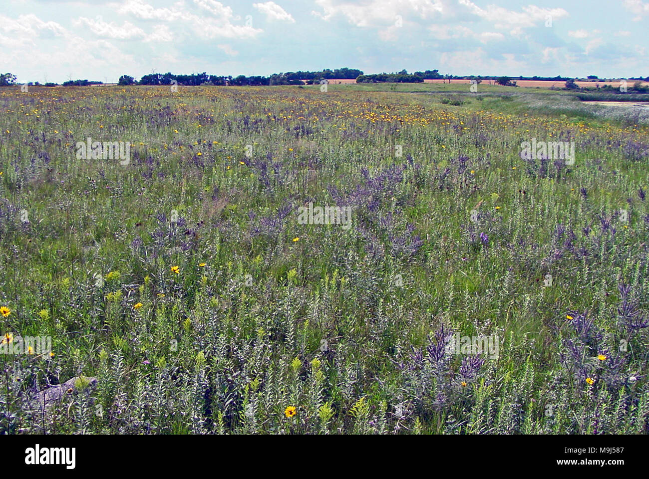 Northern Tallgrass Prairie Stock Photo - Alamy
