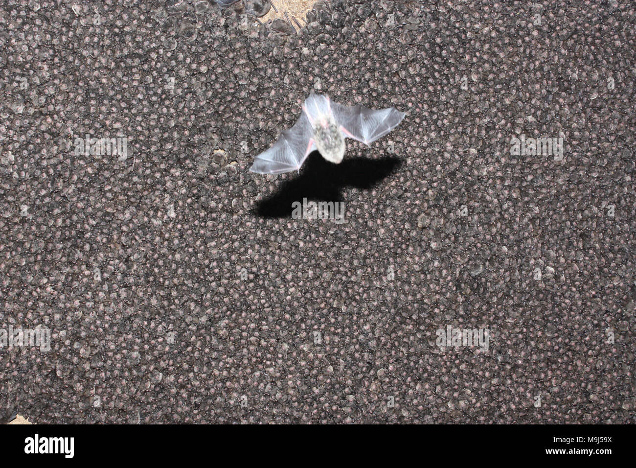 Credit: USFWS; Andrew King Stock Photo - Alamy