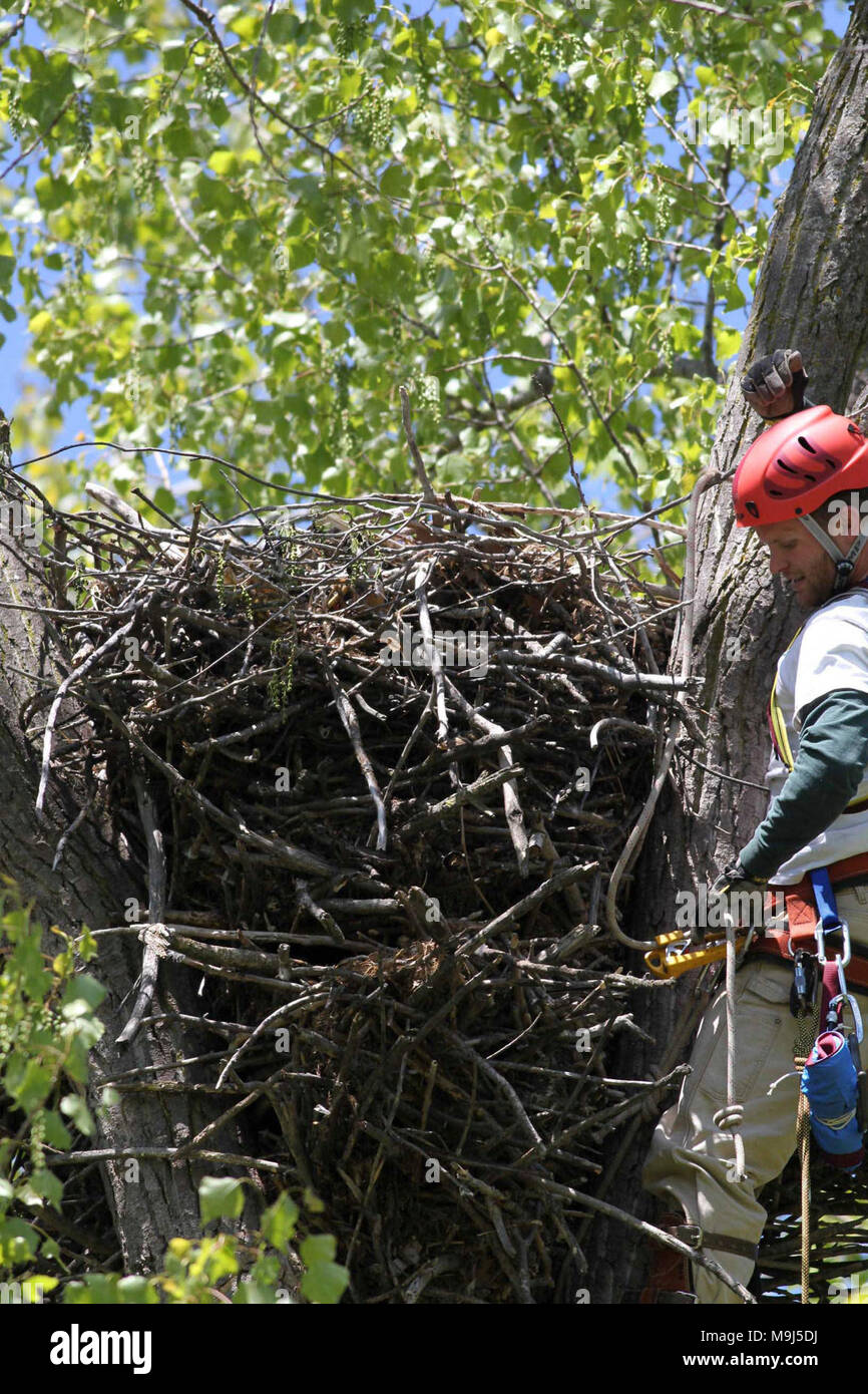 USFWS biologist, Matt Stuber, at Bald Eagle nest Stock Photo - Alamy