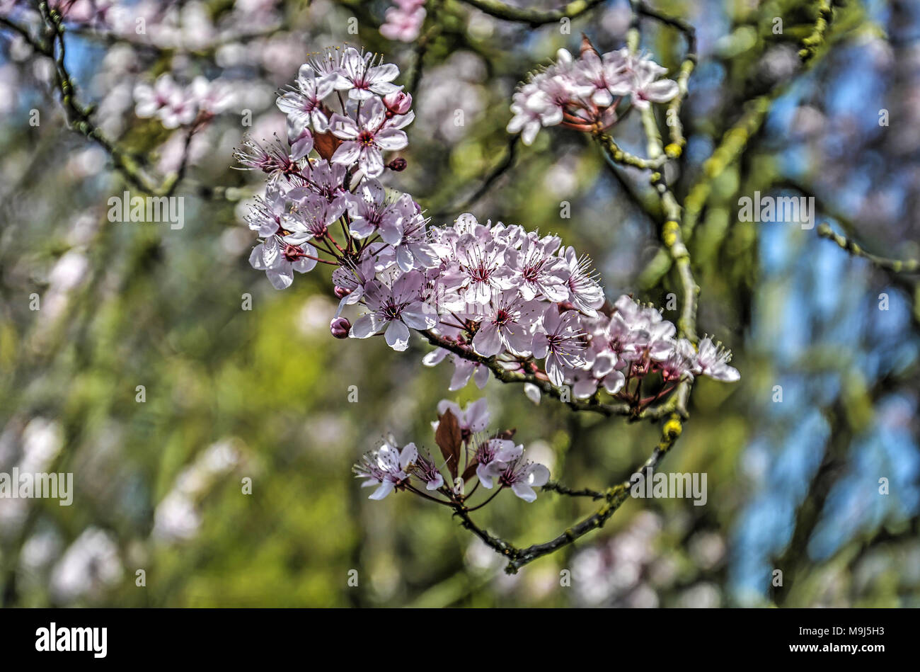 Branch of a flowering cherry tree in a park in springtime Stock Photo ...