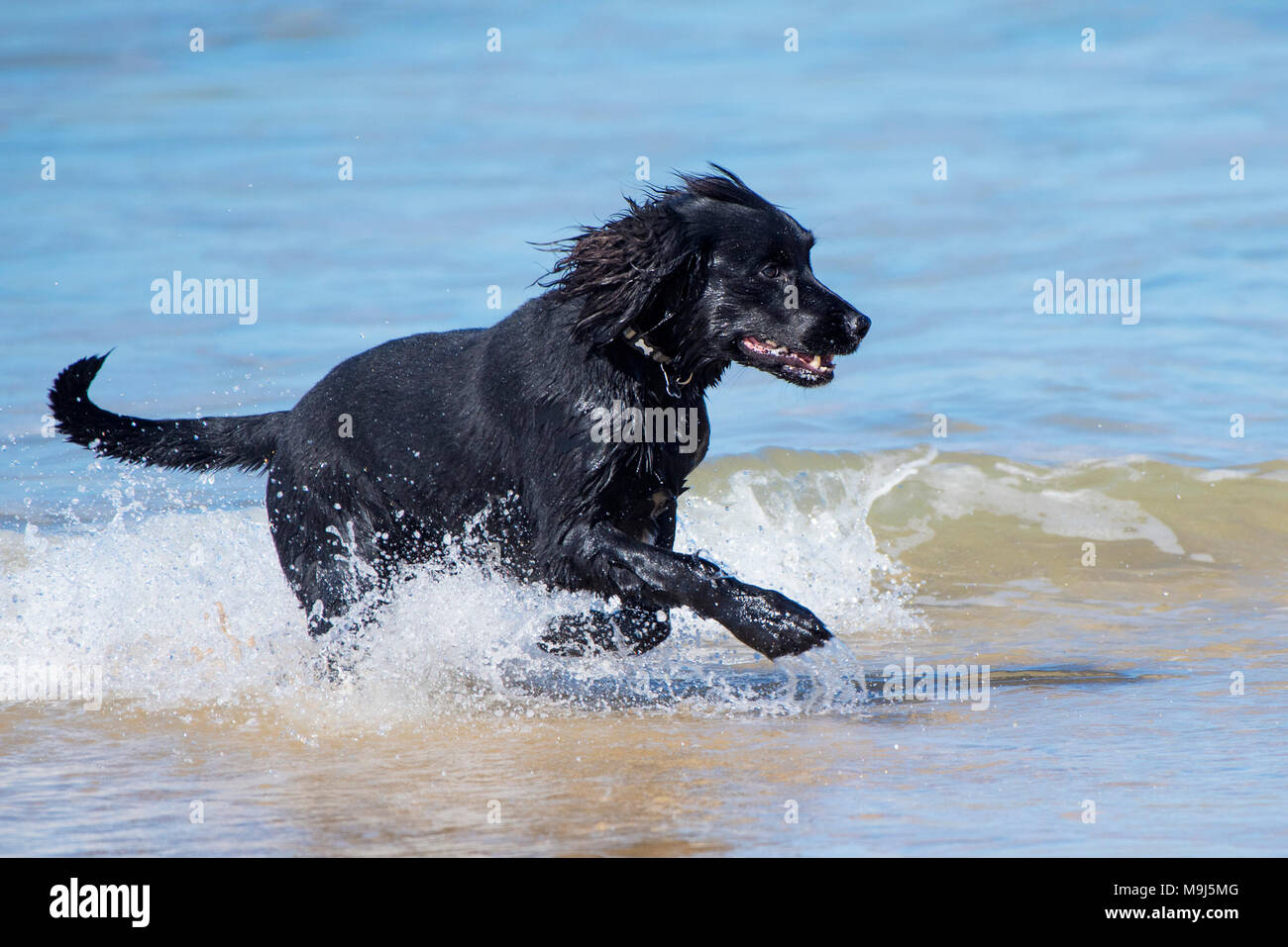 A Labrador Springer Spaniel cross enjoying running in the sea at ...