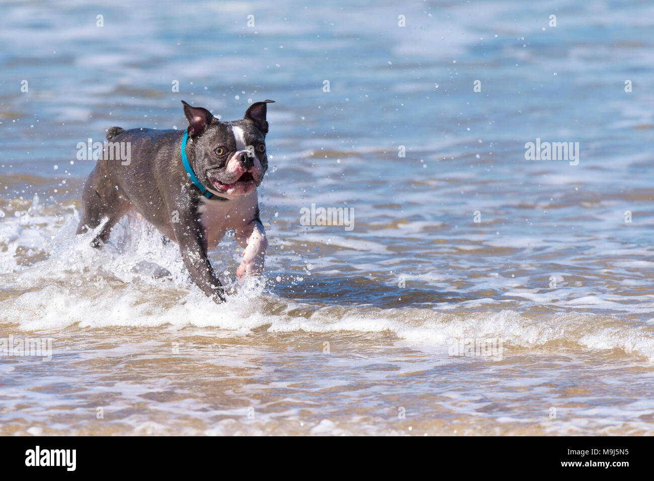 A Belgian Bulldog running in the sea at Fistral beach in Newquay ...