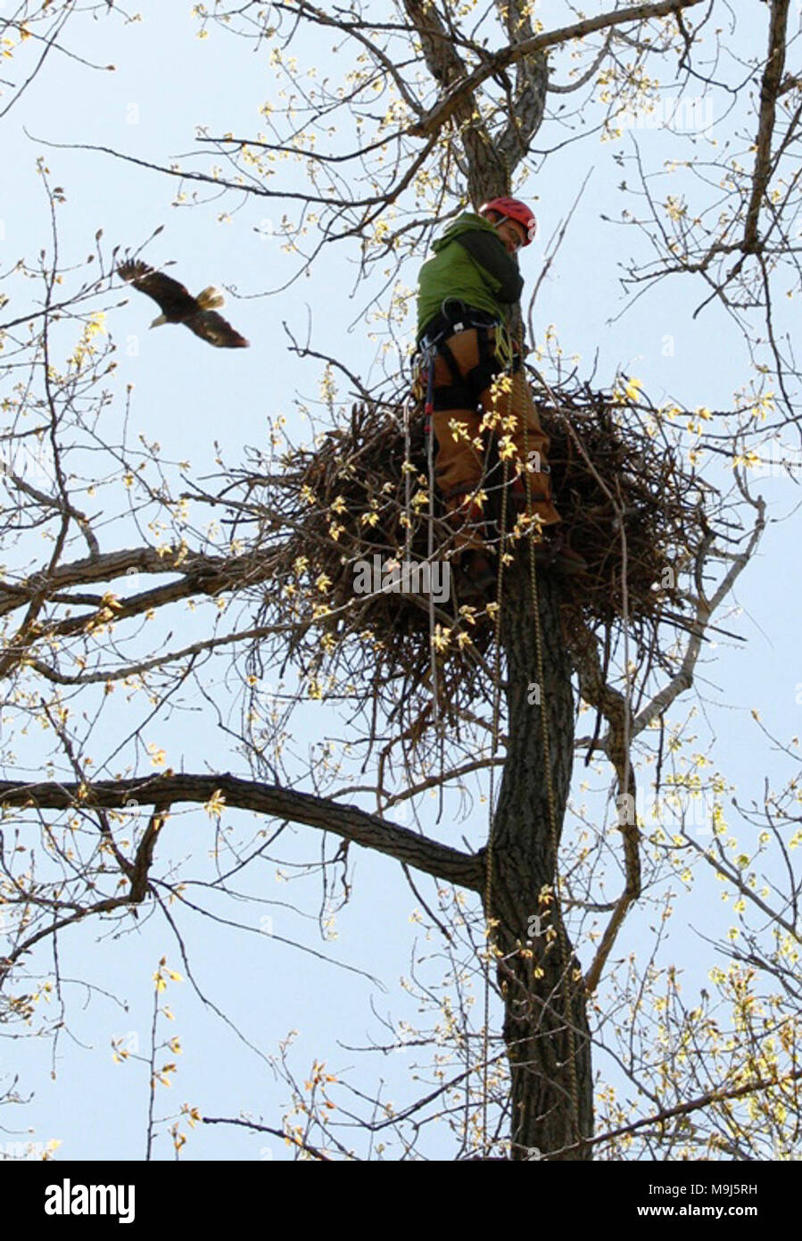 USFWS biologist Matt Stuber climbing to eagle nest, Michigan. 2011 ...