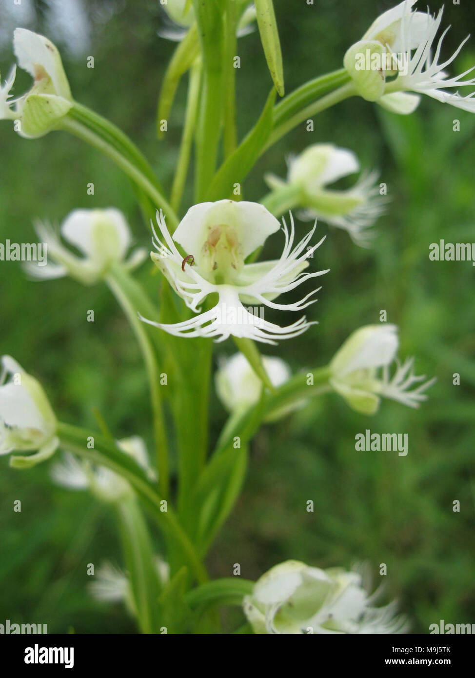 Iowa prairie plants hi-res stock photography and images - Alamy