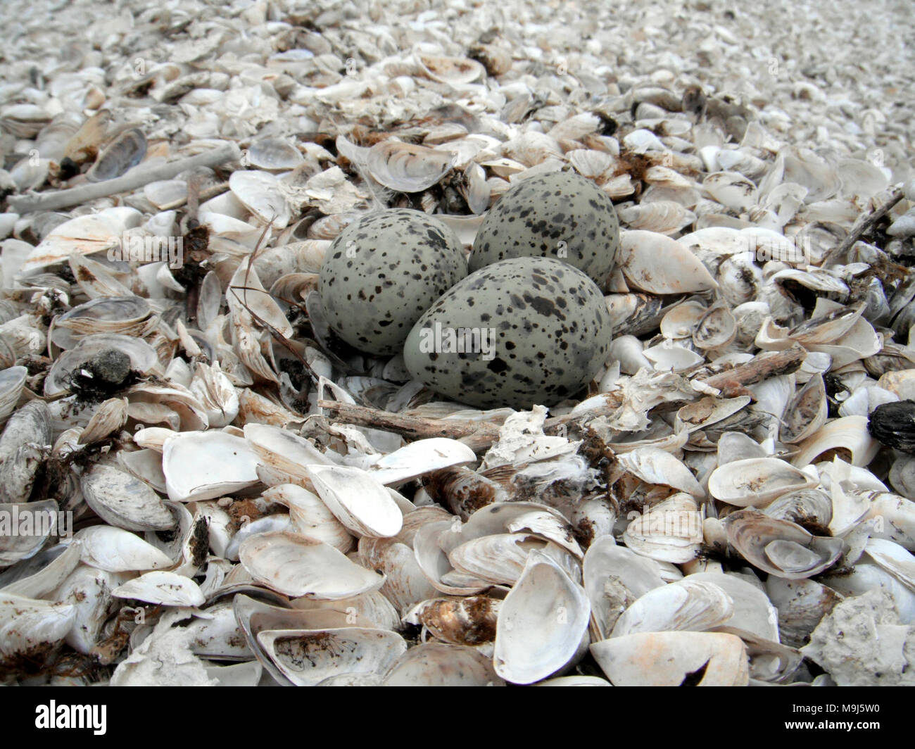 Wading bird nest Stock Photo - Alamy