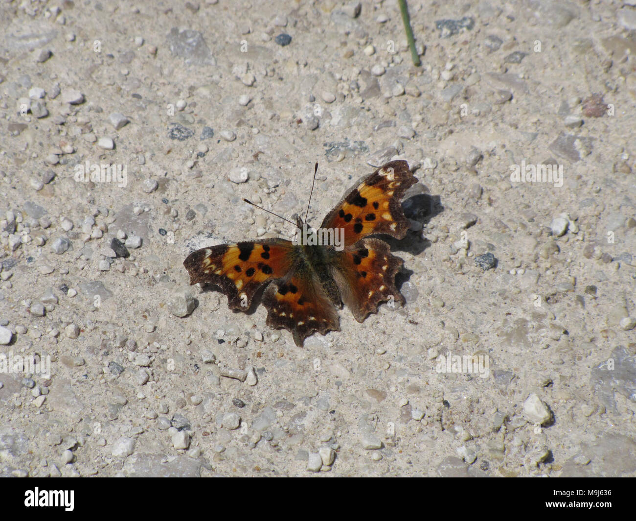 Overwinter as adults hi-res stock photography and images - Alamy