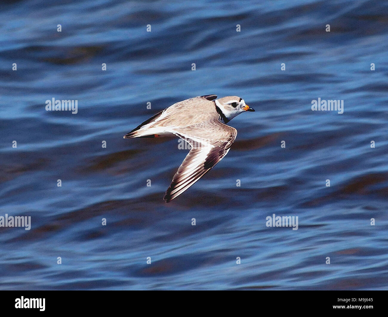 Piping plover in flight Stock Photo - Alamy