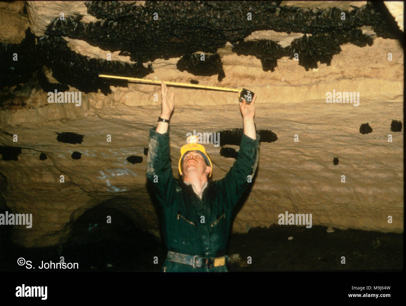 Credit: S. Johnson Indiana bat survey technique; 2-19-90 Researchers ...
