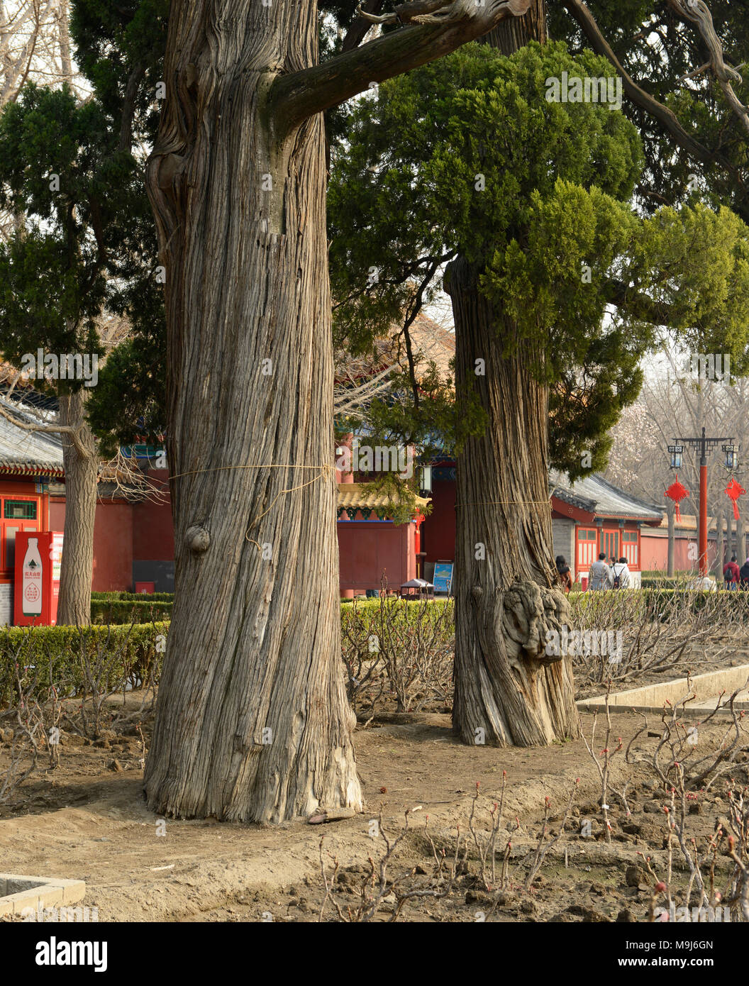 Two ancient pine trees in in Jingshan park, just north of the forbidden ...