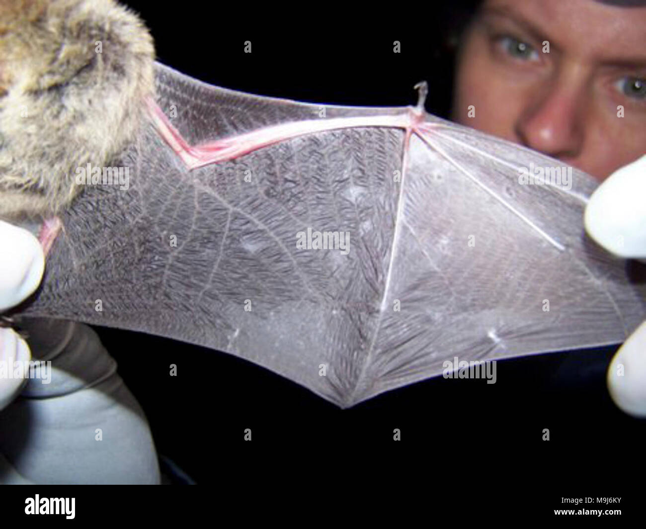 White-nose syndrome can damage bat wing tissue. Bats caught in summer ...
