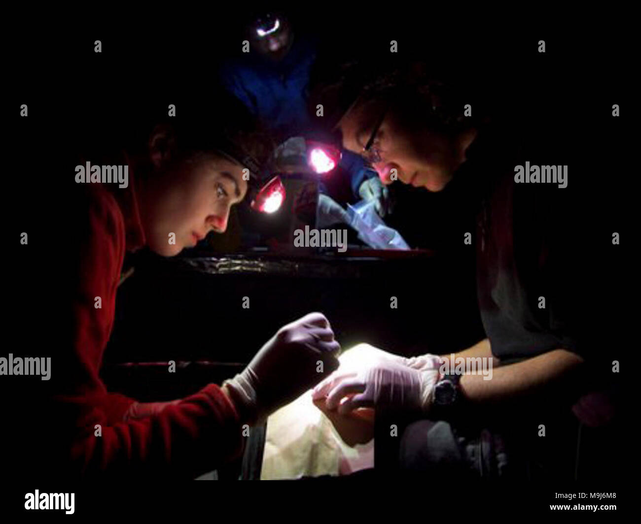 Putting a transmitter on a bat Stock Photo - Alamy