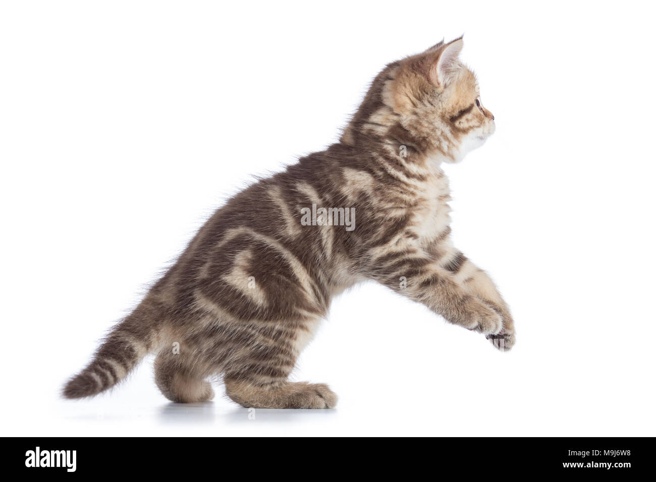 Cat kitten jumping and playing. Side view isolated on a white ...