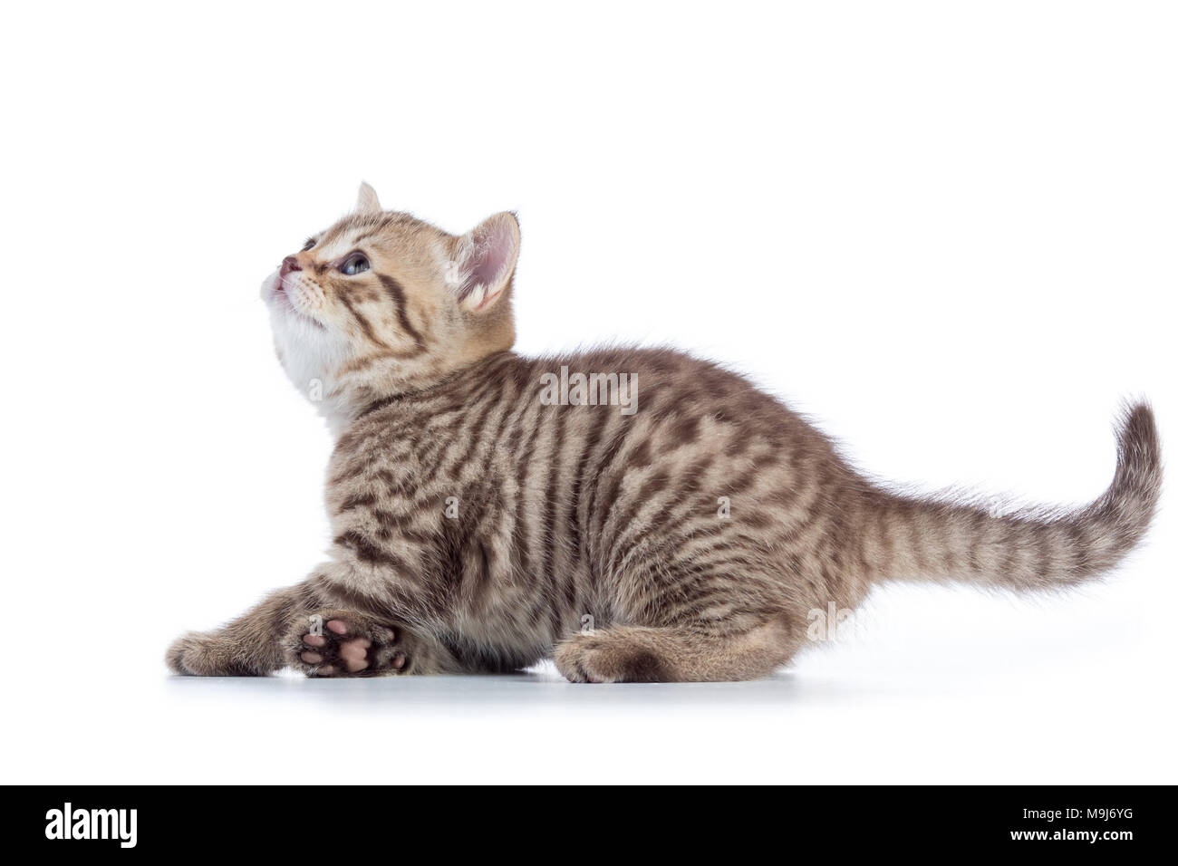 Cat kitten jumping and playing. Side view isolated on a white ...