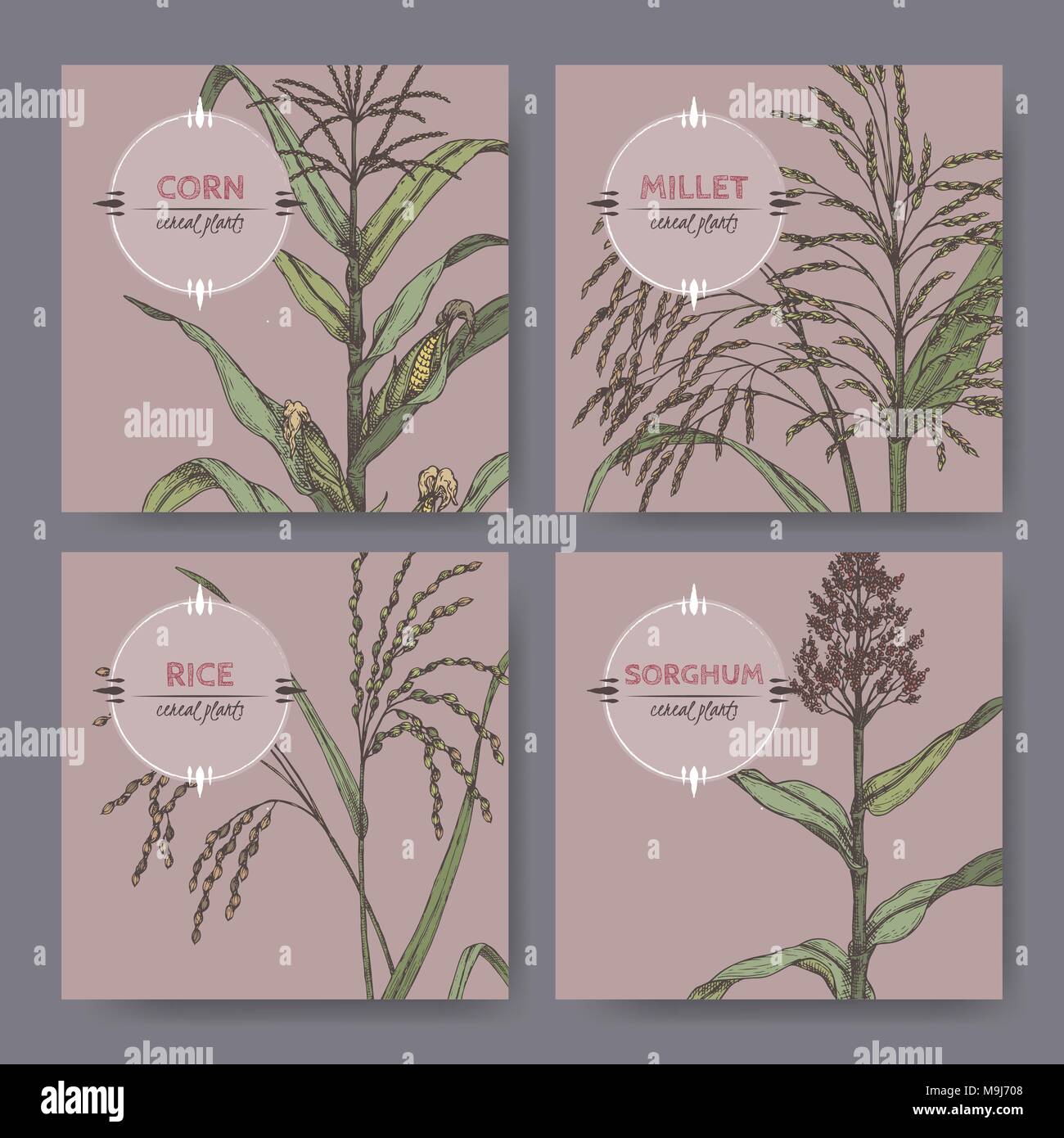 Set of four banners with Asian rice, Proso millet, corn and sorghum ...