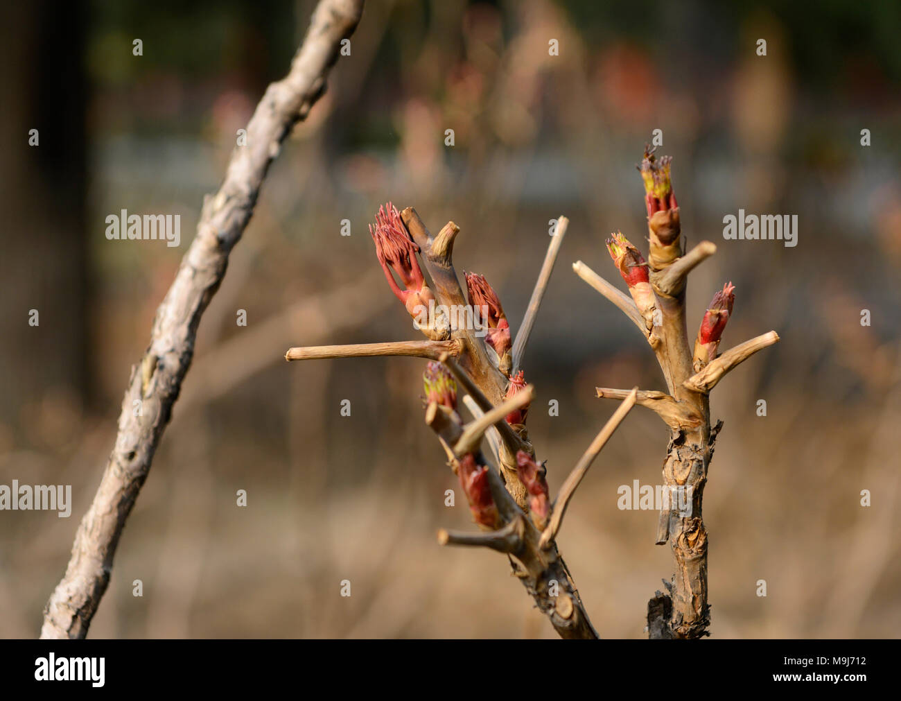 Flower buds emerge in early spring on woody peonies in Jingshan park in ...