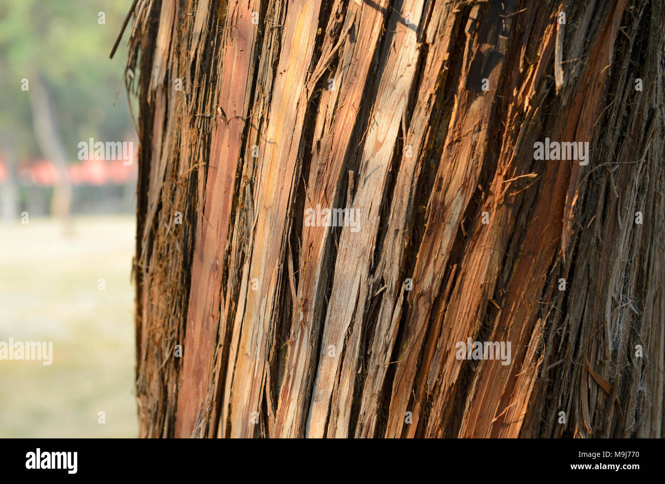 Bark of an ancient pine tree in Jingshan park, just north of the ...