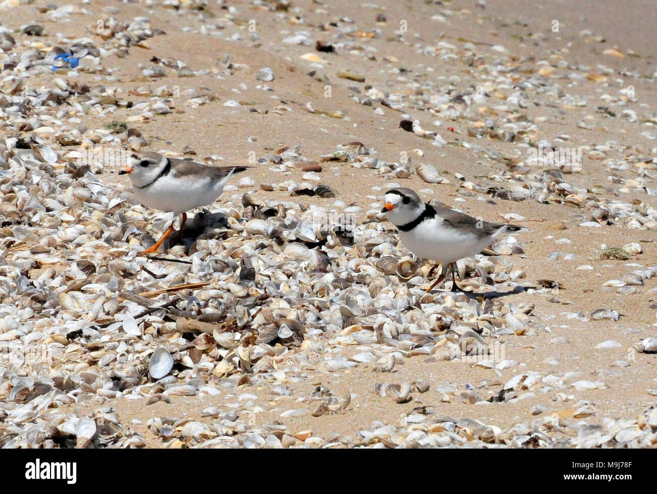 Piping plovers on a beach in Wisconsin Stock Photo - Alamy