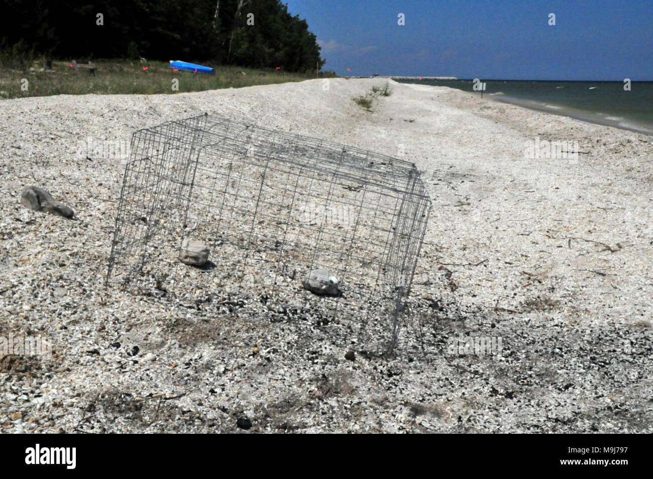 Piping plover mini - nest exclosure to protect nest from predators ...