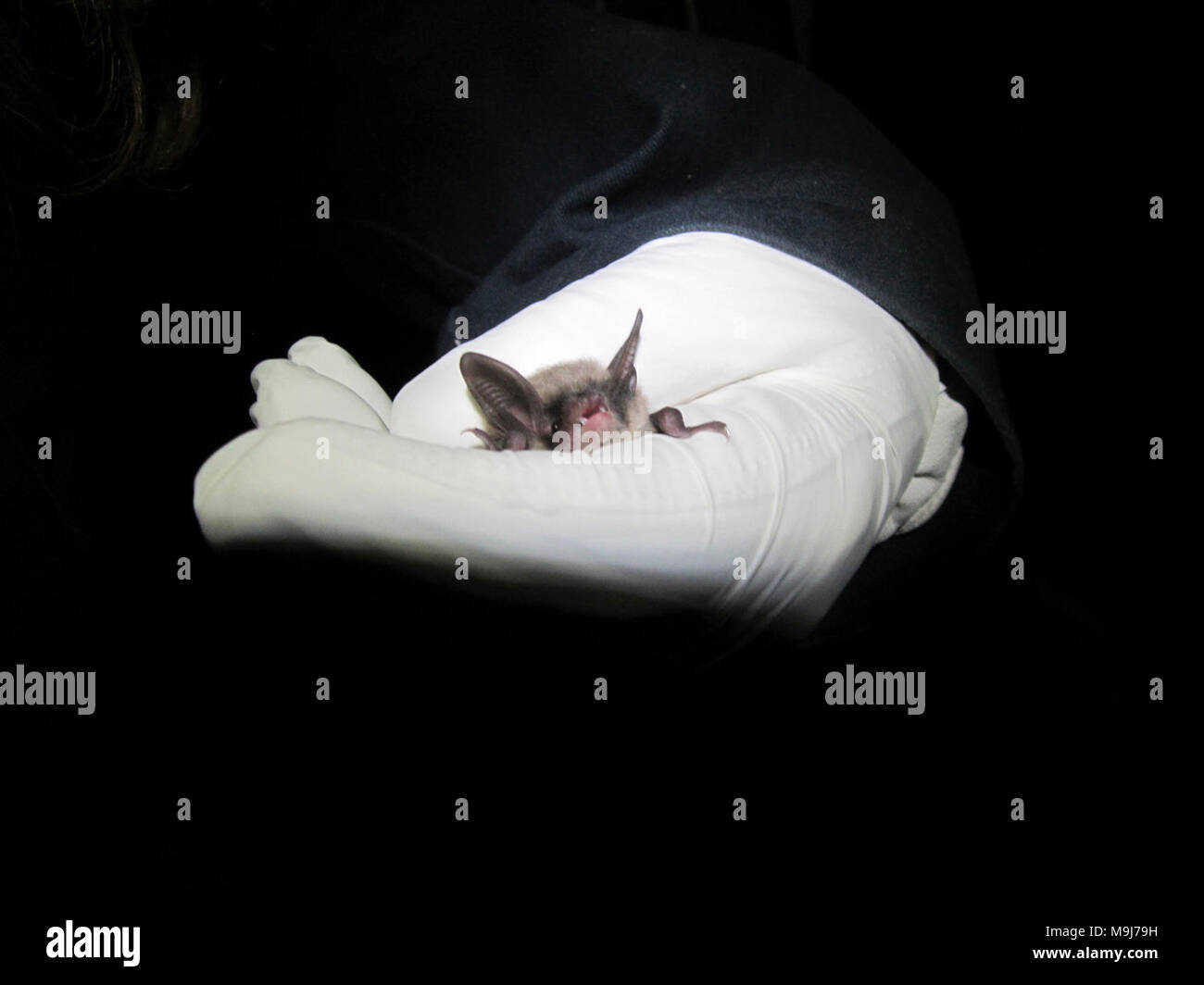 This northern long-eared bat was caught in a mistnet and is about to be ...