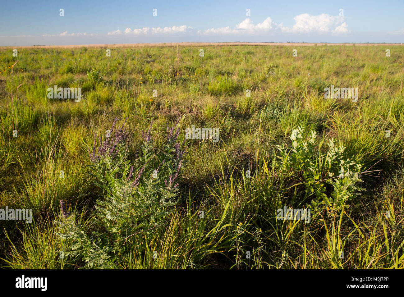 Usa us fws hi-res stock photography and images - Alamy