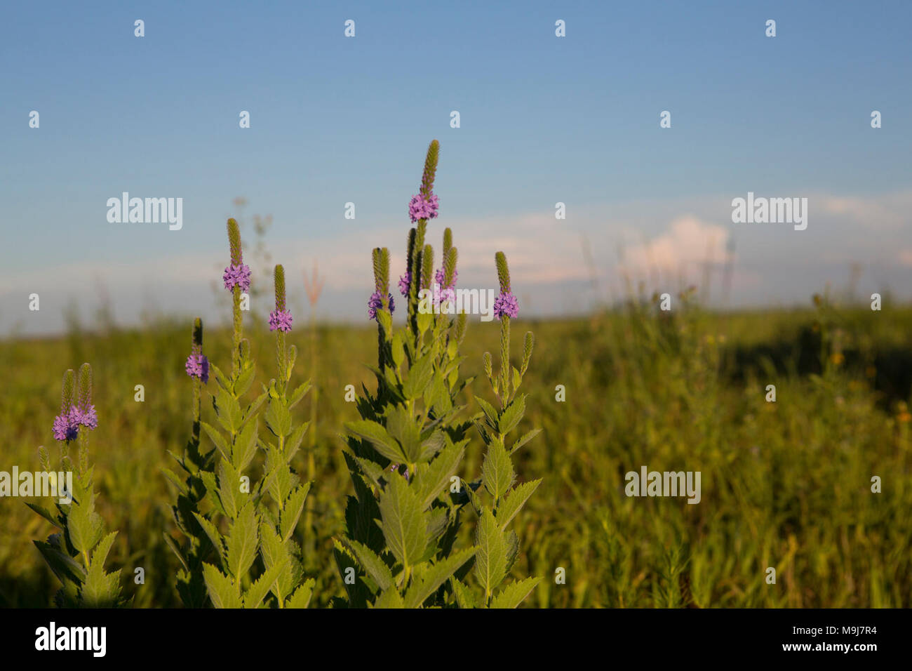 Usa us fws hi-res stock photography and images - Alamy