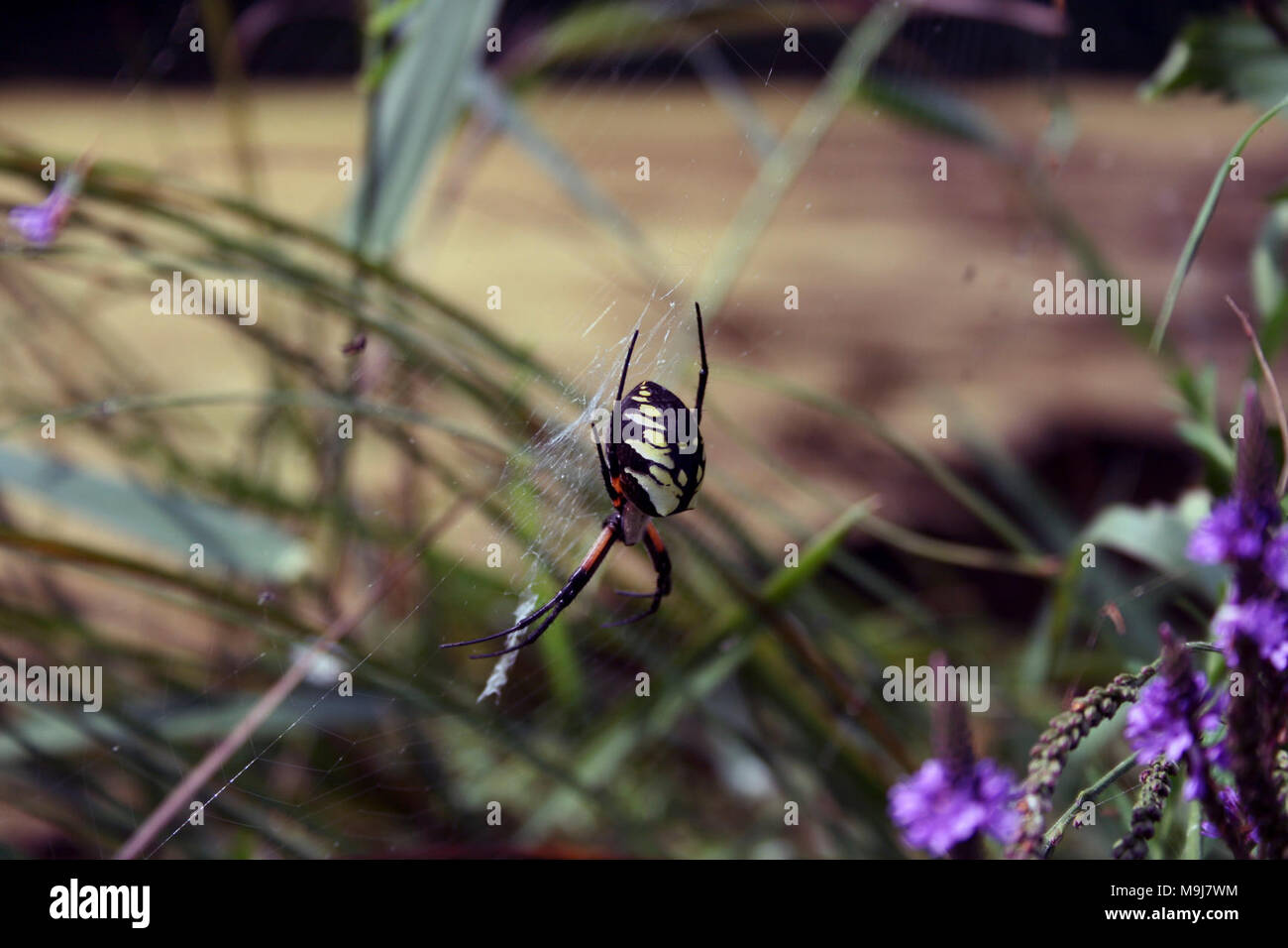 The spider species Argiope aurantia is commonly known as the black and ...