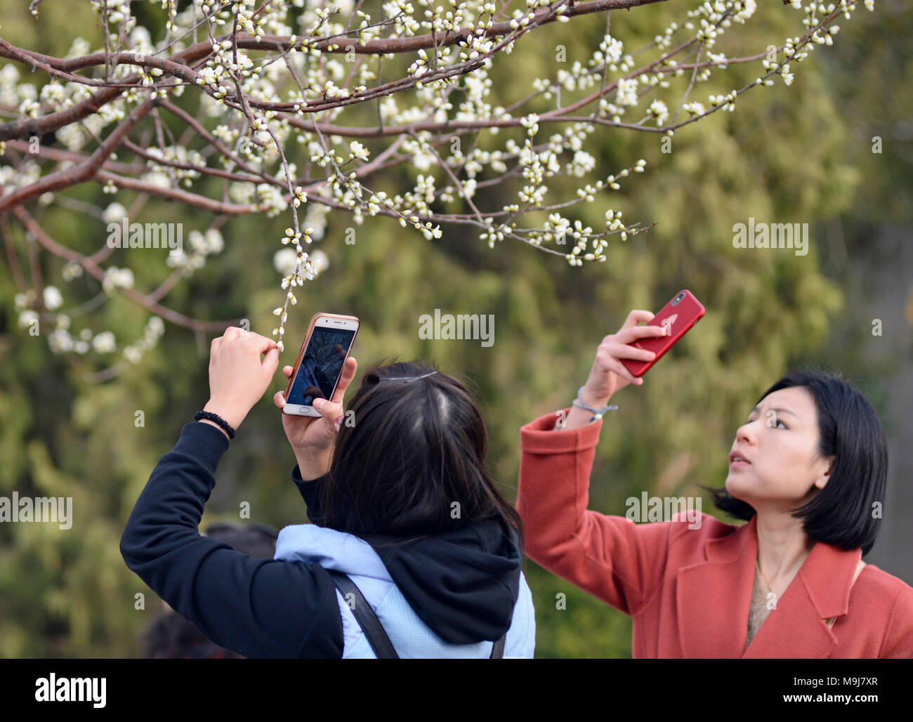 Two women take pictures of a flowering cherry tree with their mobile ...