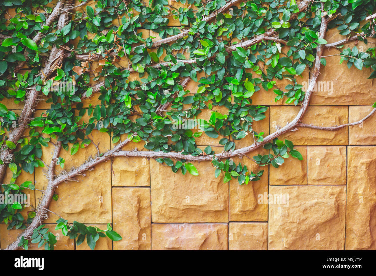 Green leaf texture on red brick wall Stock Photo - Alamy