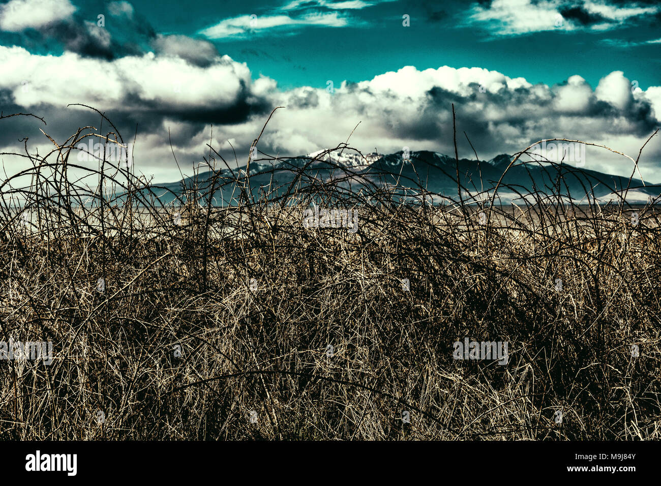 Seaside hedge hi-res stock photography and images - Alamy