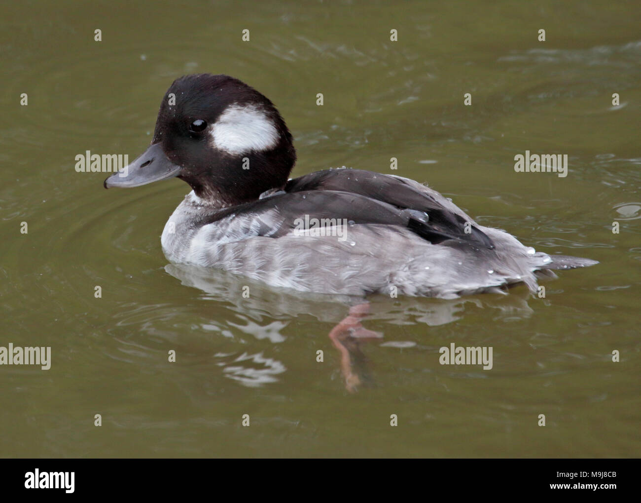 Hen Bufflehead