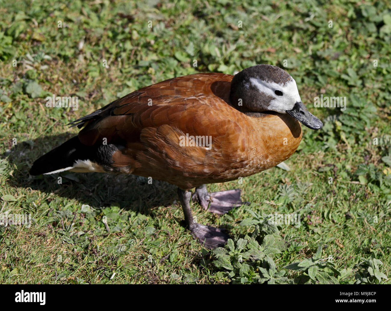 Cape Shelduck male (tadorna cana Stock Photo - Alamy