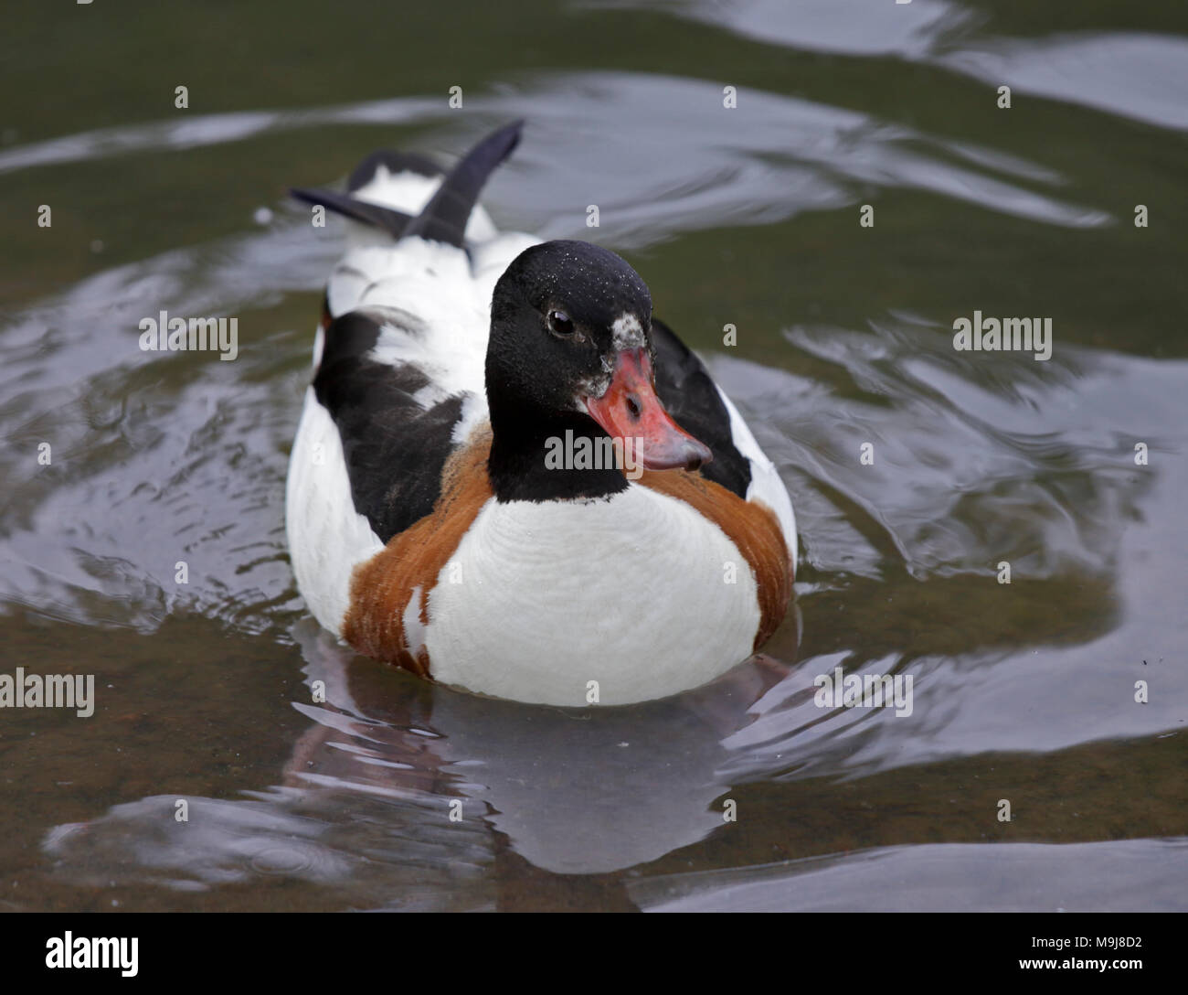 Common Shelduck (tadorna tadorna) Female Stock Photo - Alamy