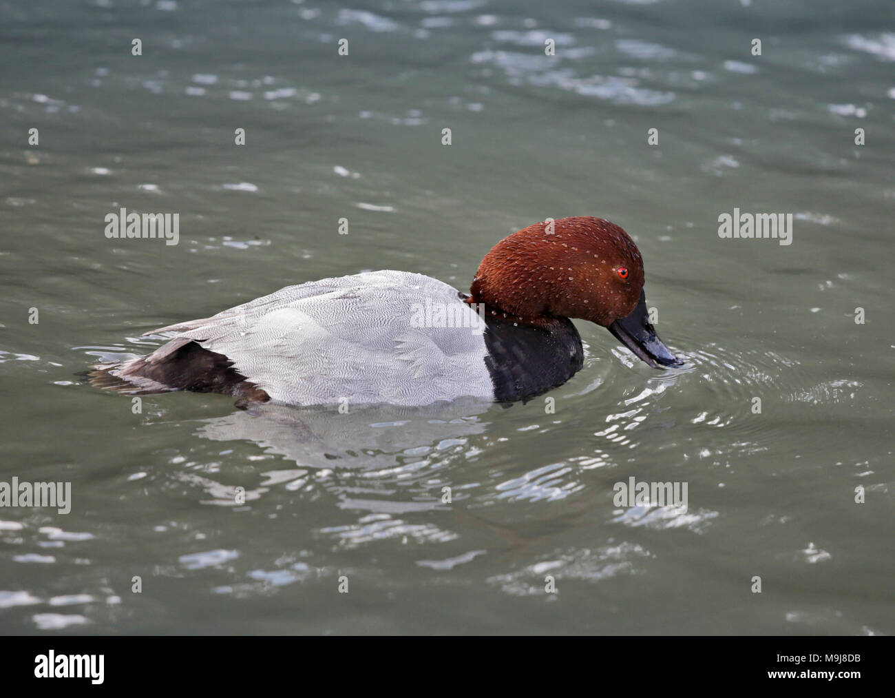 Common pochard male hi-res stock photography and images - Alamy