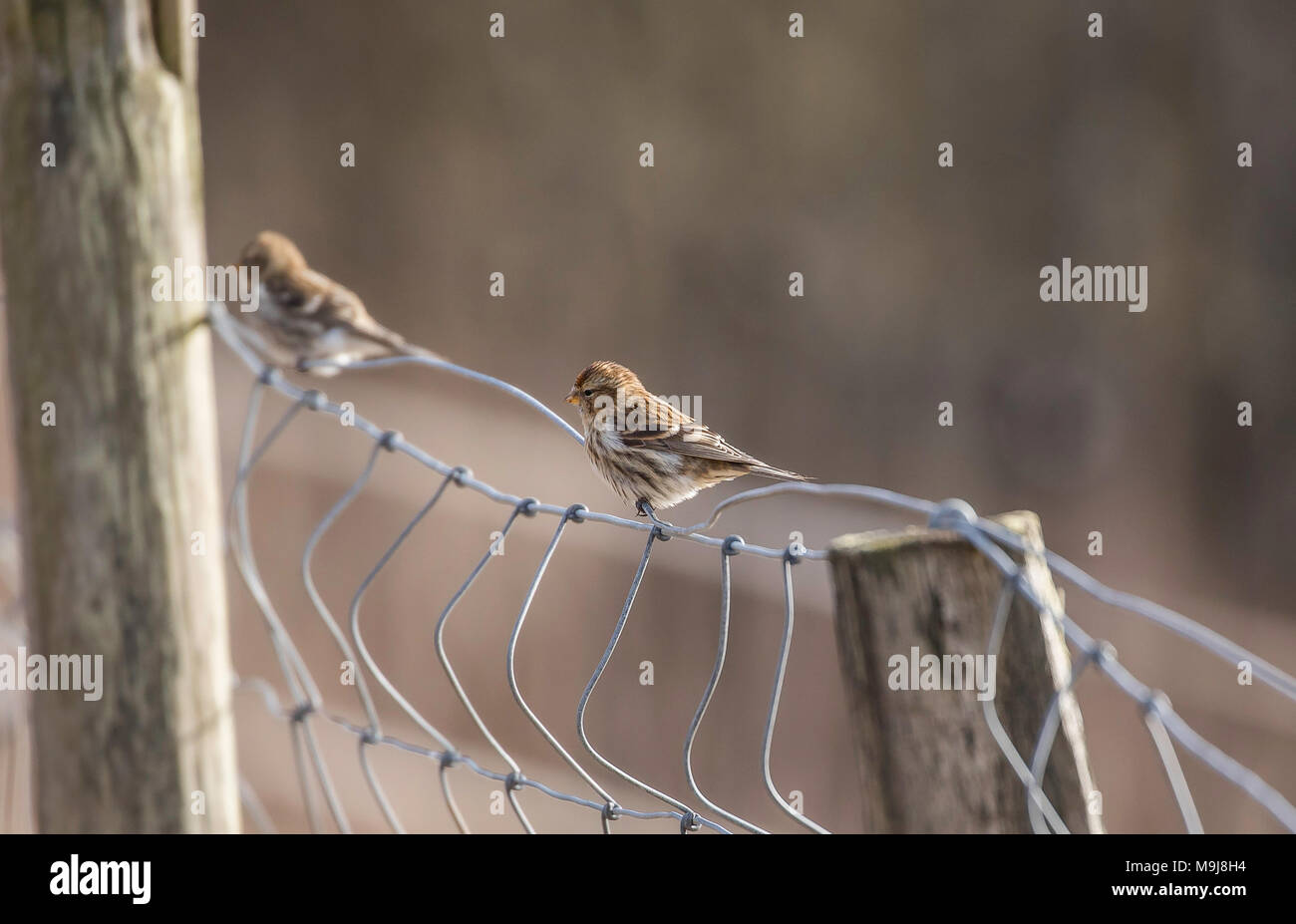Sparrow farm field hi-res stock photography and images - Alamy